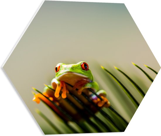 PVC Schuimplaat Hexagon - Exotische Kikker met Rode Ogen en Oranje ...