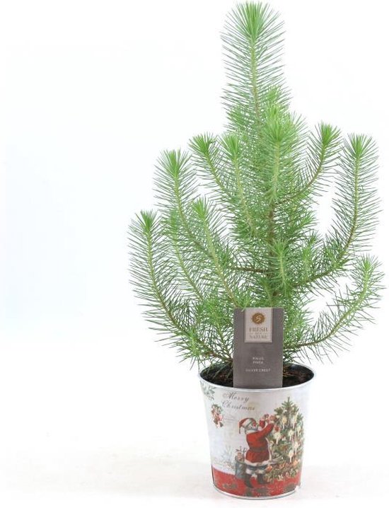 Naaldboom – Den (Pinus) met bloempot – Hoogte: 35 cm – van Botanicly | bol