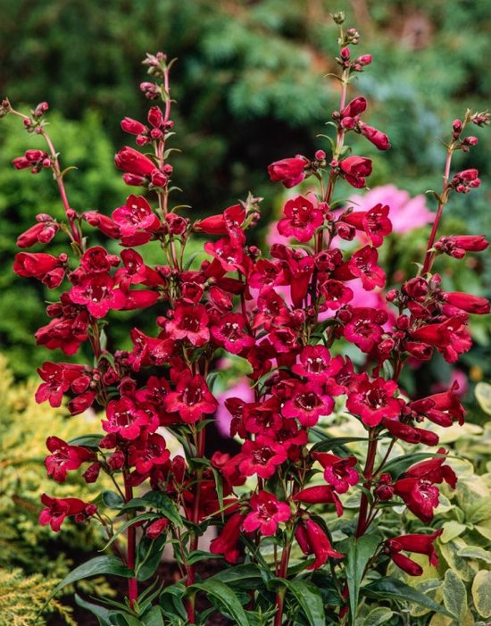 Penstemon 'Rich Ruby' - 2 liter pot | bol