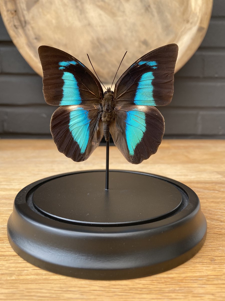 Stolp met opgezette Prepona Demophon vlinder - Taxidermie - Entomologie ...