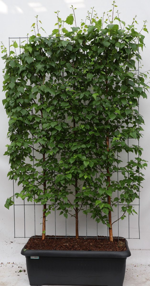 Loofboom – Zilverberk (Betula pendula) – Hoogte: 180 cm – van Botanicly ...