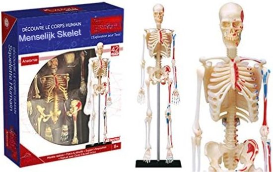 Anatomie Model - Anatomisch Model - Anatomisch Skelet | bol