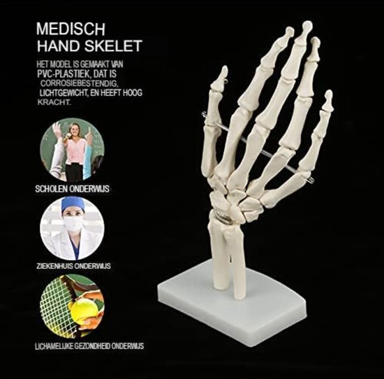 Anatomie Model - Anatomisch Model | bol