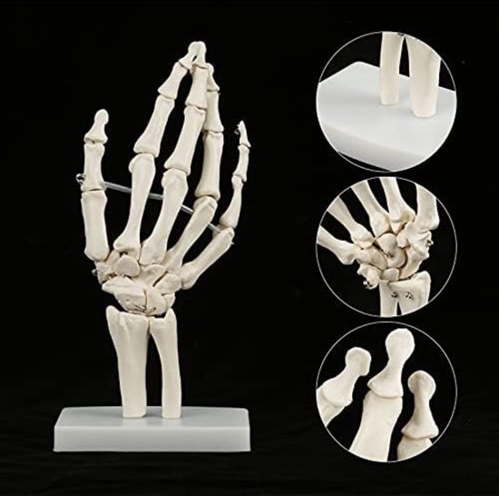 Anatomie Model - Anatomisch Model | bol