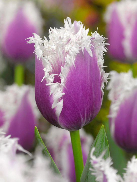 40x Tulpen 'Cummins & daytona gemengd' - BULBi® bloembollen en planten ...