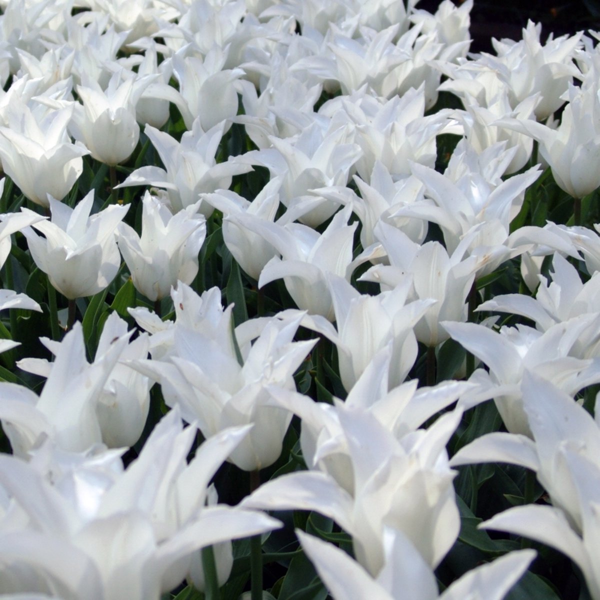 Tulp White Triumphator | bol.com