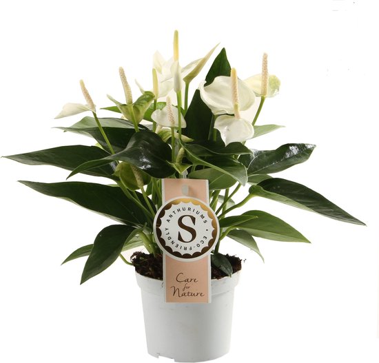 Anthurium White Champion - Stolk Brothers - Bloeiende Planten- Hoogte ...