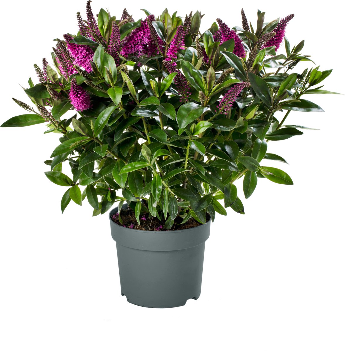 Addenda® Hebe Donna roze - Kwekerij Roest - Bloeiende plant- Hoogte 45 ...