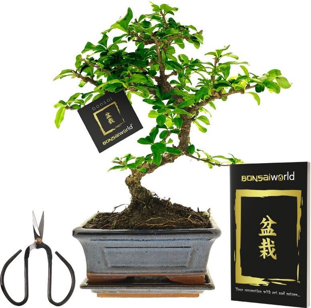 Bonsaiworld Bonsai Boompje + Starters Kit - 5-Delige Set - 10 jaar oude ...