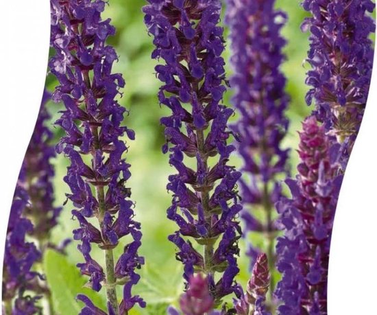 3 stuks | Salvia nemorosa Sensation Deep Blue P11 | bol.com