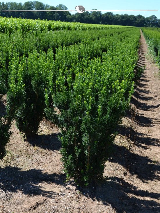 Venijnboom Taxus media Hillii 160-180 cm, 5x Haagplant | bol