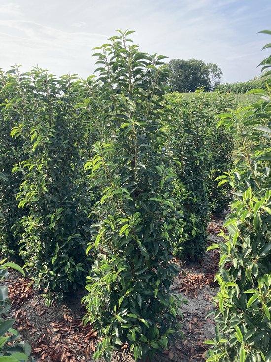 6x Prunus lusitanica 'Angustifolia' Haagplanten 140-160cm | bol.com