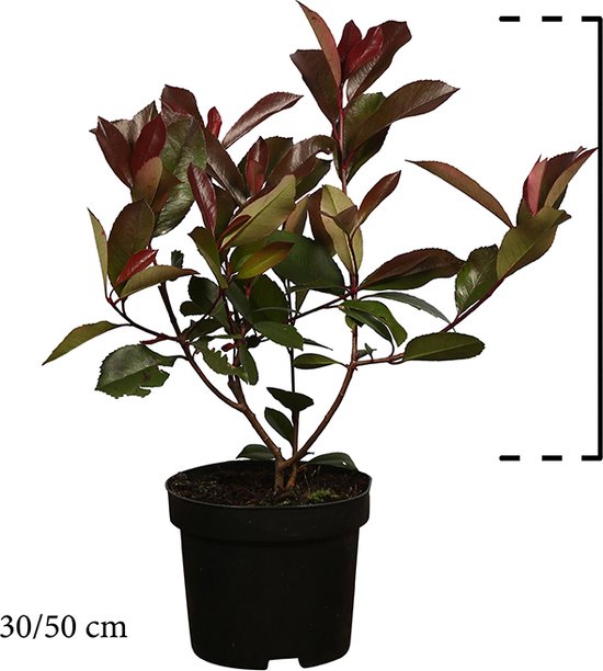 Plants Online - Haagplanten - Heesters - Glansmispel 'Red Robin' - Pot ...