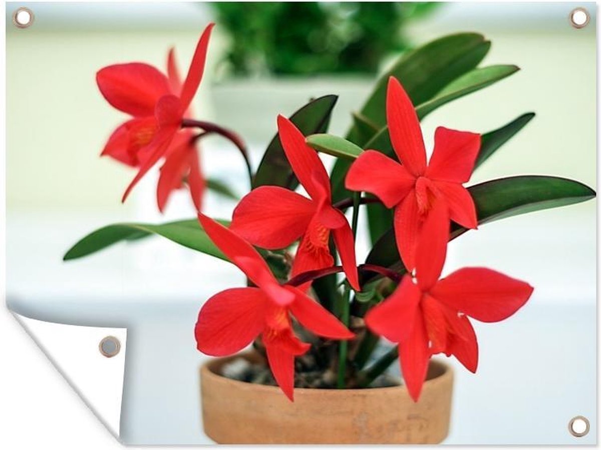 Muurdecoratie buiten Rode orchidee in bloempot - 160x120 cm - Tuindoek ...