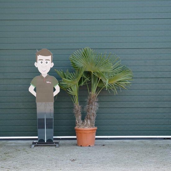 Chinese waaierpalm Trachycarpus Fortunei' duostam 130-150 cm ...