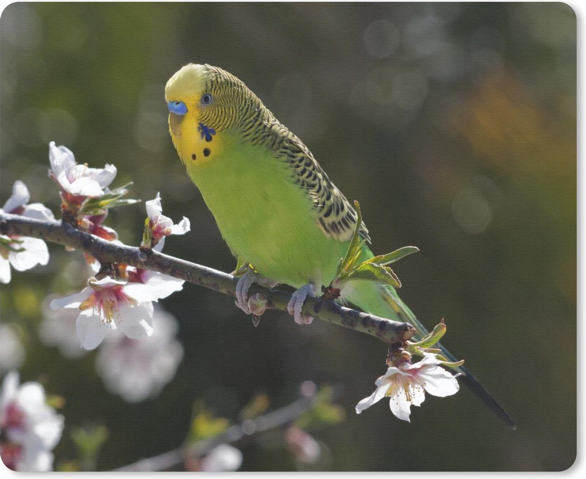 Muismat Grasparkiet - Grasparkiet die op tak van kersen neerstrijkt ...