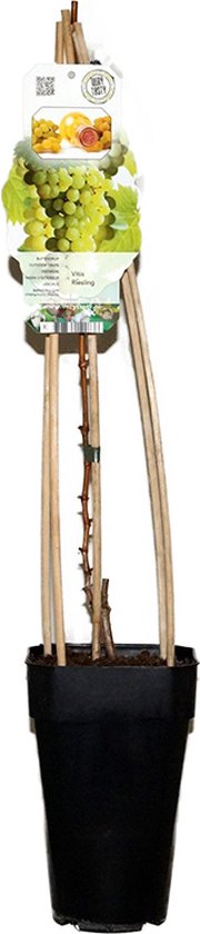 Vitis Riesling, druivenstruik - Witte druif - 3 stuks | bol