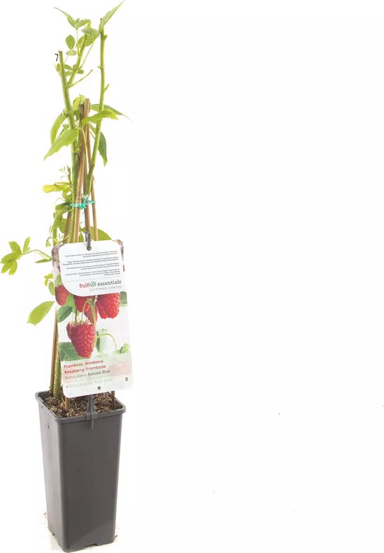 Framboos - Rubus idaeus 'Autumn Bliss' - frambozenstruik ...