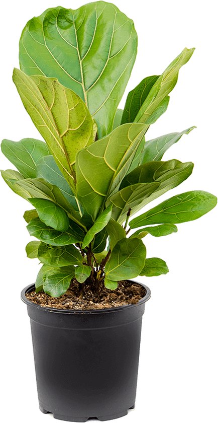 Ficus Lyrata struik | Vioolbladplant / Tabaksplant | bol.com