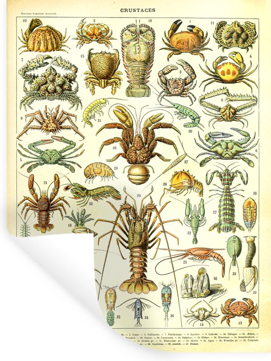 Muurstickers - Sticker Folie - Kreeft - Dieren - Zeedieren - Vintage - Adolphe Millot... | bol