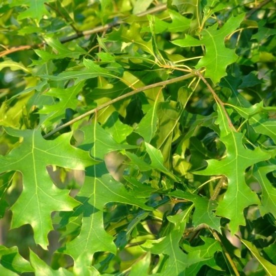 Lei-moeraseik - Quercus Palustris | Omtrek: 10-14 cm | Hoogte: 340 cm | bol