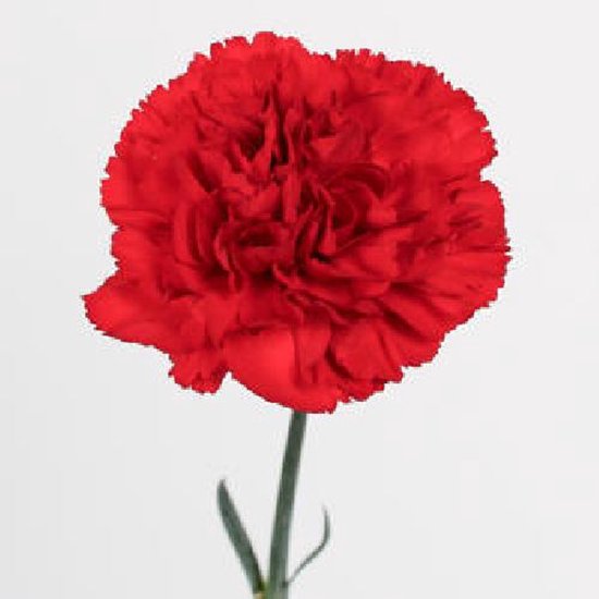 20x Dian.don pedro 60cm | bol