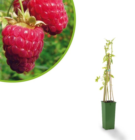 Frambozenstruik - Rubus idaeus 'Malling Promise' - winterharde ...