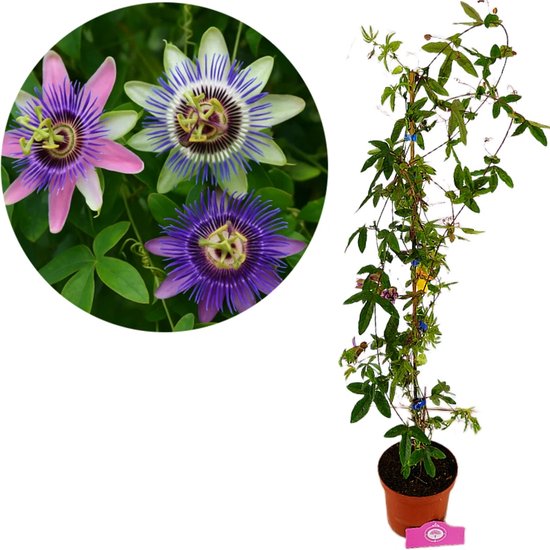 Passiflora caerulea 'tricolor', Driekleurige passiebloem, Hoogte 45 ...