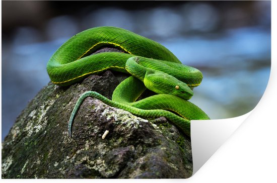 Muurstickers - Sticker Folie - Groene slang op steen - 30x20 cm ...