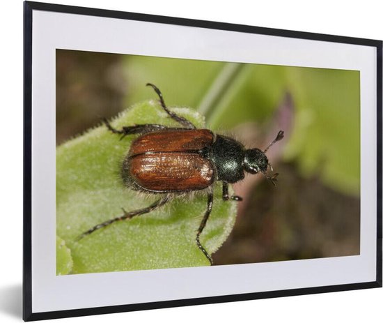 Poster met lijst Kevers - Rood-zwarte kever - fotolijst zwart - 60x40 ...