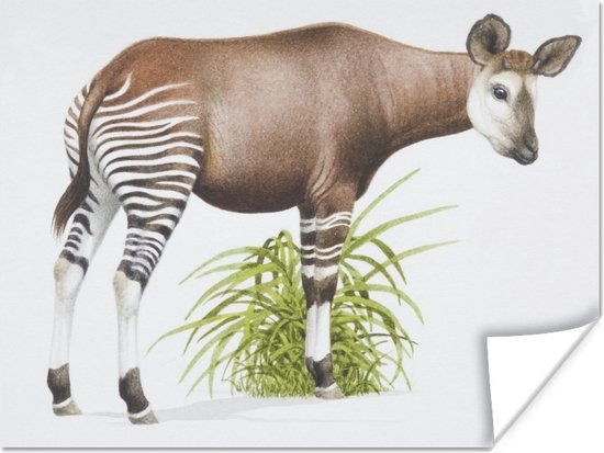 Illustration d'un poster Okapi 40x30 cm - petit - Tirage photo sur ...