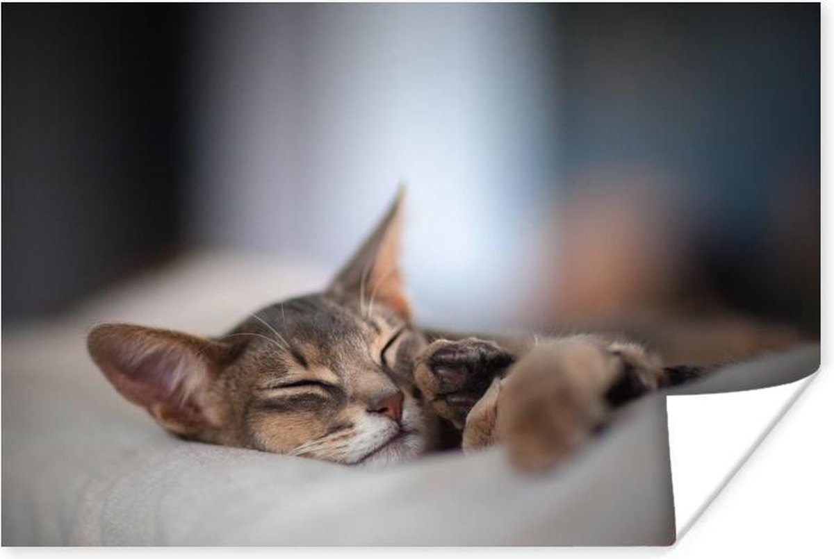 Poster Katten - Slapen - Abessijn - Huisdieren - 30x20 cm | bol.com