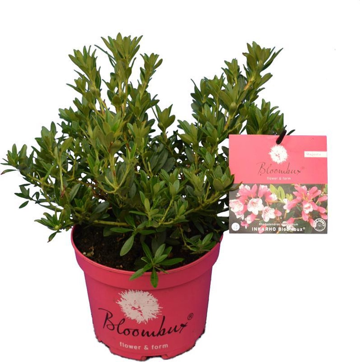 Bloombux magenta - Rhododendron micranthum Microhirs - totale hoogte 25 ...