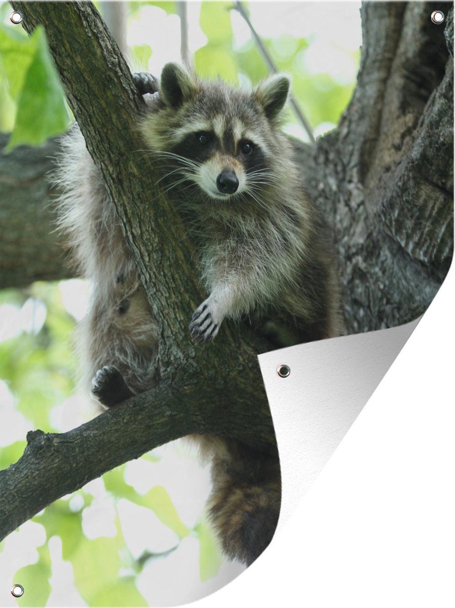 Affiche jardin - Toile jardin - Affiches jardin extérieur - Raton ...
