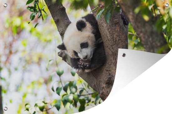 Tuinposter Panda - Boom - Slapen - Blad - 130x80 cm - Wanddecoratie ...