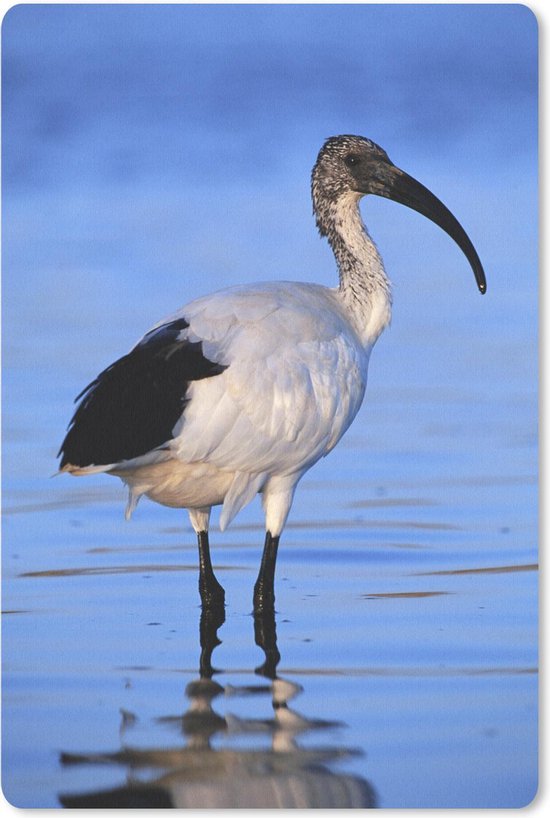 Muismat Witte ibis - Eeb witte ibis die in het heldere blauwe water ...