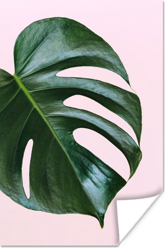 Poster Groot feuille de palmier botanique de fromager suisse sur fond ...