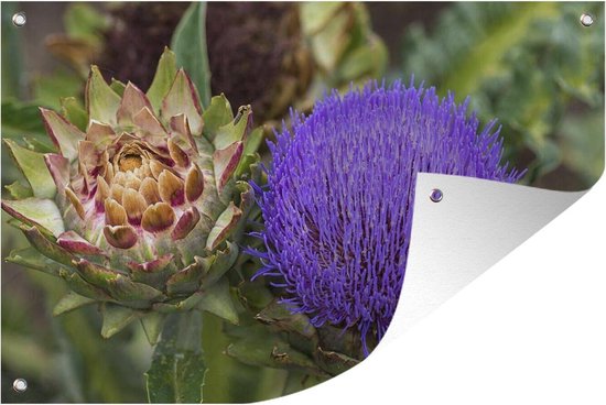 Bloem et fruit d'un cardon en Allemagne Affiche de jardin 180x120 cm ...