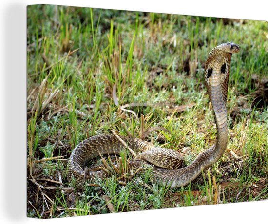 Canvas Schilderij Cobra slang in het groene gras - 180x120 cm ...