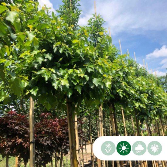 Bolberk 'Magical Globe' 180 cm stamhoogte | Betula Pendula 'Magical ...
