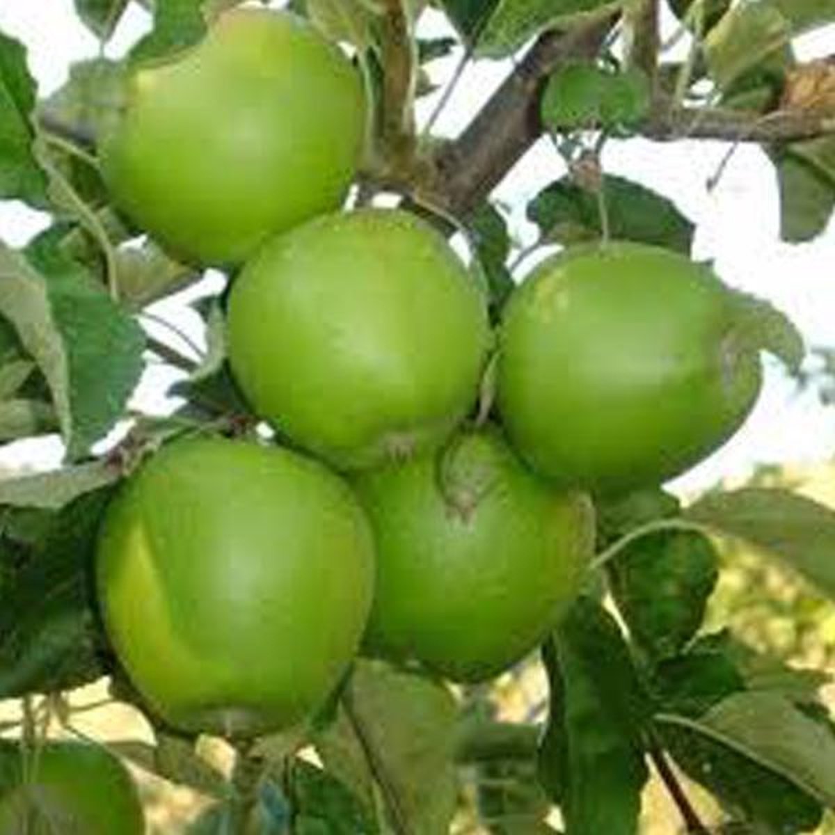 MALUS D. 'GRANNY SMITH'- Appel Boom hoogstam 250cm blote wortel | bol.com