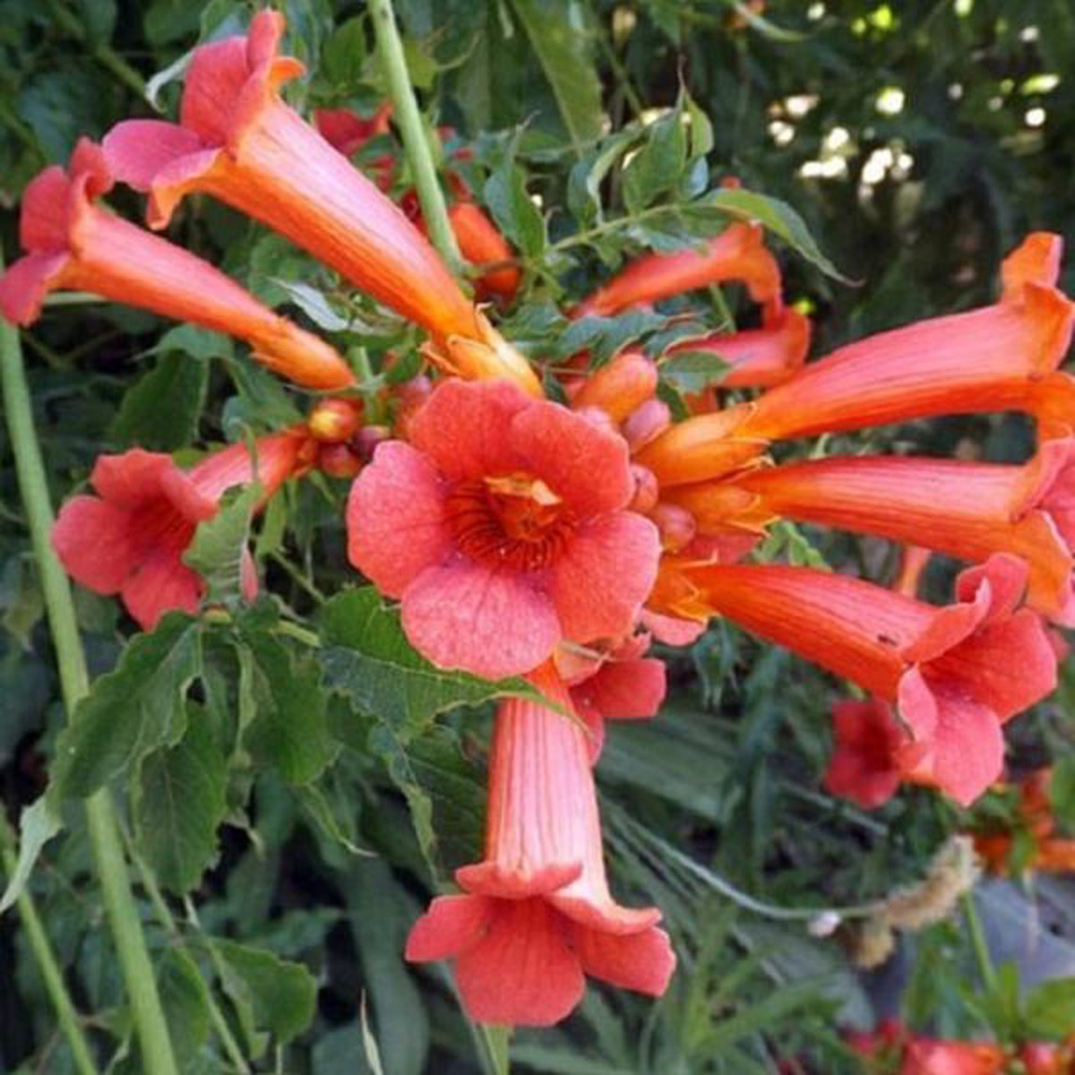 Campsis tagliabuana 'Madame Galen' - Trompetbloem 50-60 cm in pot | bol