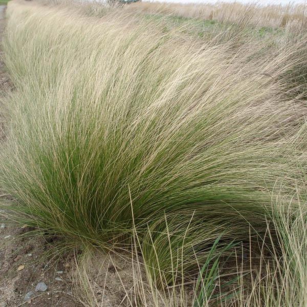 bol.com | 6 x Stipa Tenuifolia - Vedergras pot 9x9cm