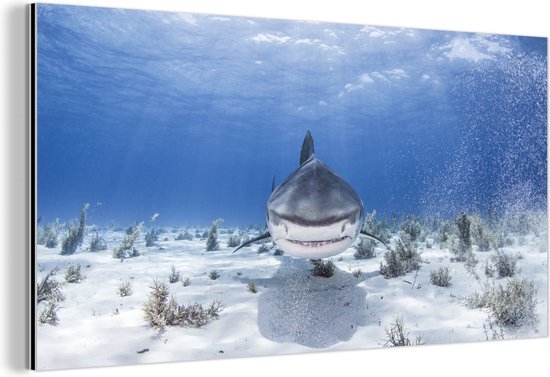 Décoration murale Métal - Peinture Aluminium Industrielle - Requin ...