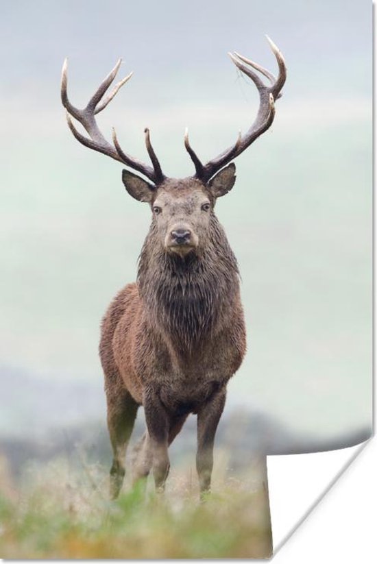 Edelhert portret Poster 60x90 cm - Foto print op Poster (wanddecoratie ...