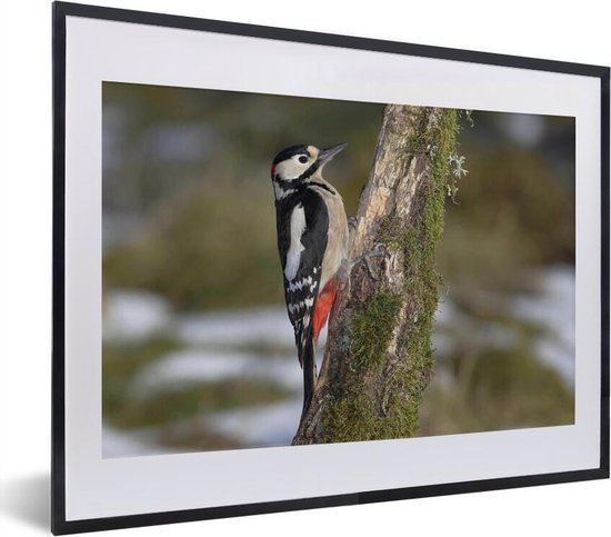 Fotolijst incl. Poster - Een grote bonte specht verticaal tegen een ...