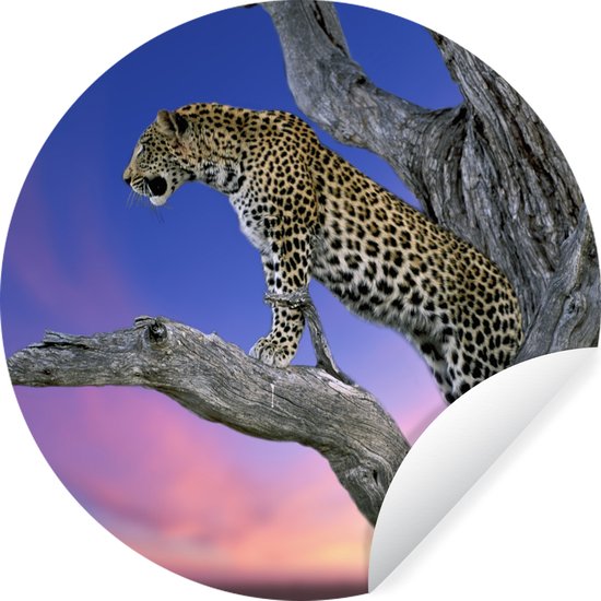 WallCircle - Muurstickers - Behangcirkel - Luipaard - Boom - Tak - 100x100 cm -... | bol
