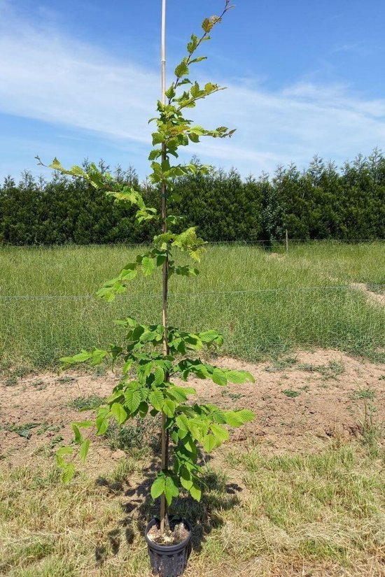Jonge Haagbeuk boom | Carpinus betulus 'Rockhampton Red' | 80-100cm ...