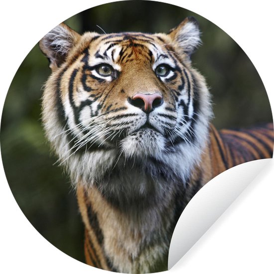WallCircle - Muurstickers - Behangcirkel - Portret van een Sumatraanse tijger - 80x80... | bol
