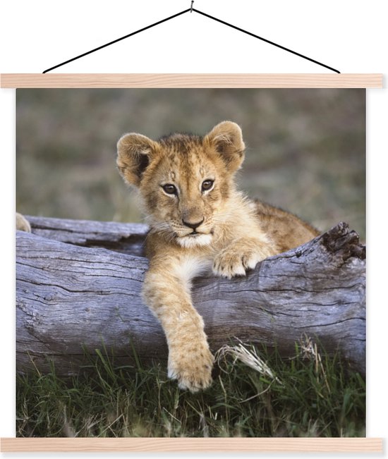 Porte-affiche avec affiche - Affiche scolaire - Cub - Animal - Nature ...